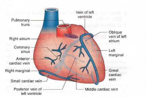 Details about Anatomy of the heart and it's structuret : Ultimate Guide