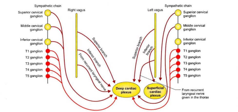 Details about Anatomy of the heart and it's structuret : Ultimate Guide