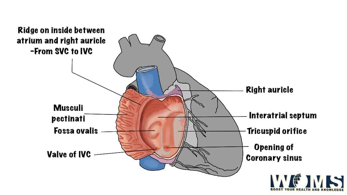 Details about Anatomy of the heart and it's structuret : Ultimate Guide