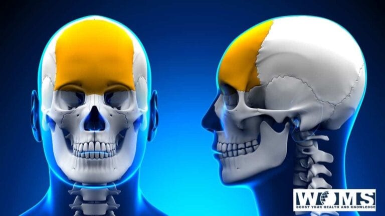 Frontal Bone: Parts, Anatomical position and it's description