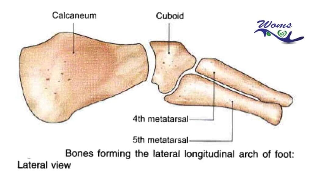 Arches of foot : Introduction,Types,Function and Clinical correlation