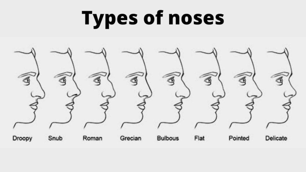 Anatomy of the nose