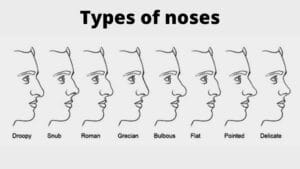 Anatomy of the nose