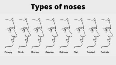 Anatomy of the nose