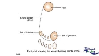 Arches of foot : Introduction,Types,Function and Clinical correlation