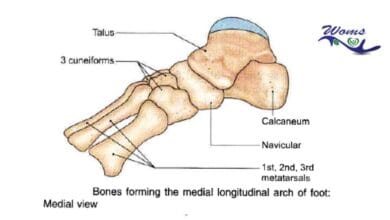 Arches of foot : Introduction,Types,Function and Clinical correlation