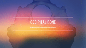 The Occipital Bone: Parts, Surface, Borders & Clinical significance