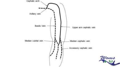 Veins of the upper limb