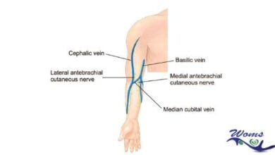 Veins of the upper limb