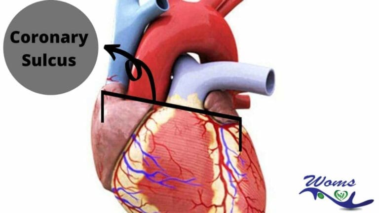 Details about Anatomy of the heart and it's structuret : Ultimate Guide