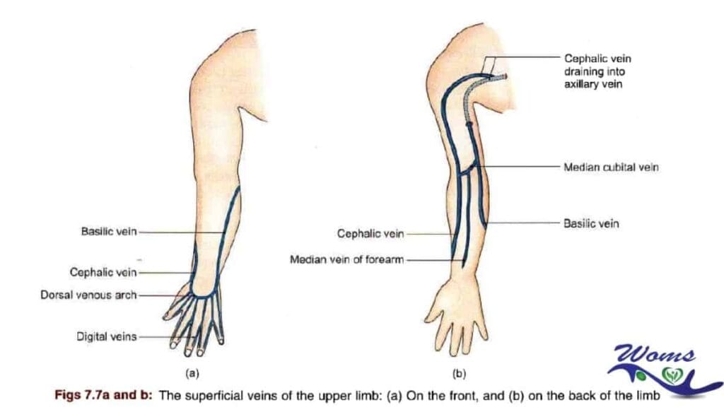 Veins of the upper limb