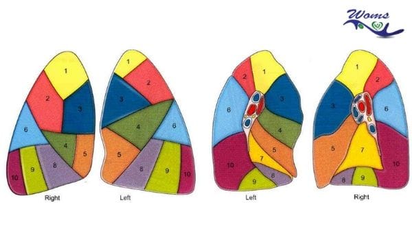 Anatomy of the lungs: External features, Blood supply and Nerve supply