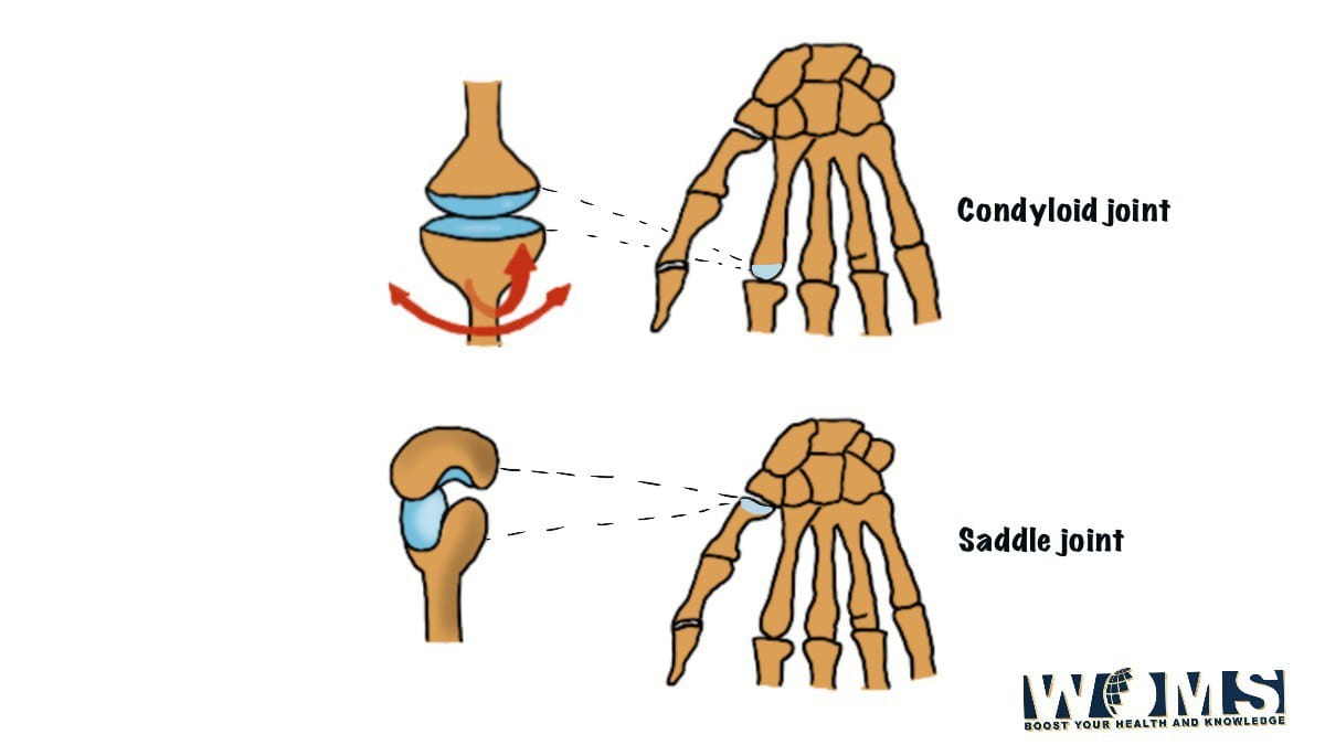 Bones of the hand and anatomy you must know - WOMS