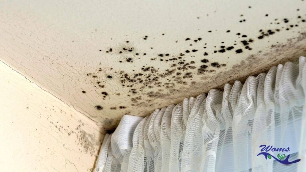 How Can Mould Exposure in your Homes Affect Your Health? - WOMS