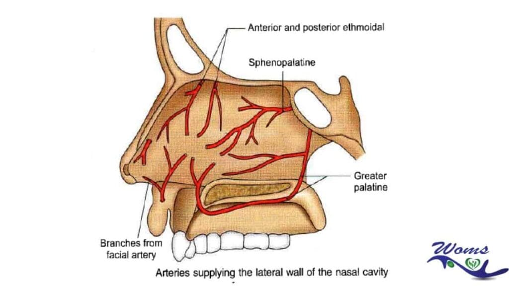 Anatomy of the nose