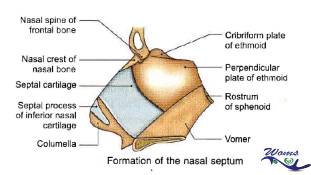 Anatomy of the nose