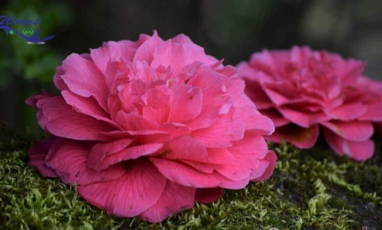 5 incredible health benefits of middlemist red flower - WOMS