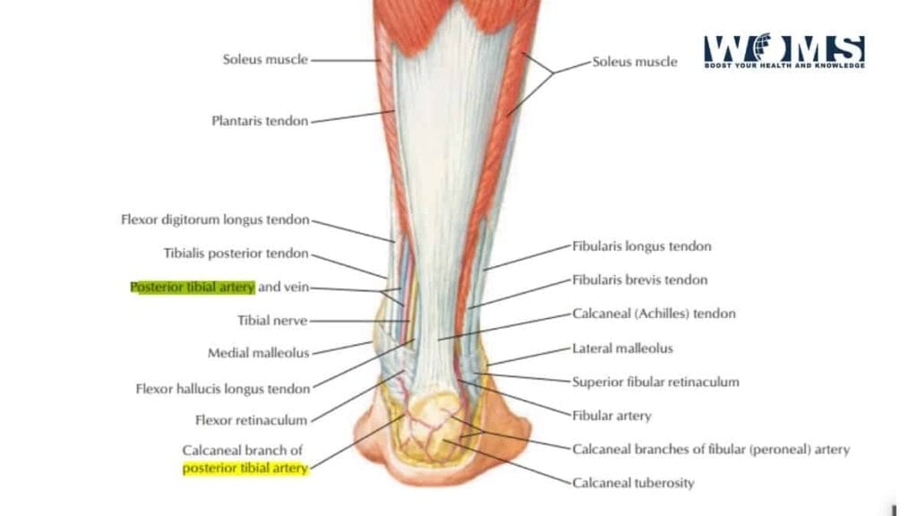 Diagram of Muscle Fiber: 3 Types, Functions, and Anatomy - WOMS
