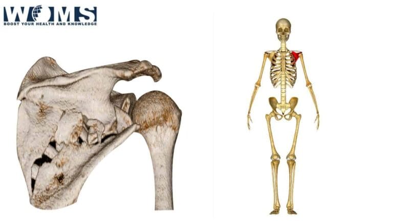 Scapula: Anatomy and clinical Relevance - WOMS
