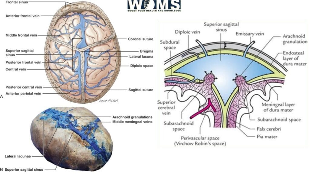 Anatomical Relationship of the superior sagittal sinus with sagittal ...
