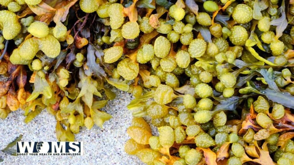 Benefits of the Exceptionally Best Botanical Herb Bladderwrack - WOMS