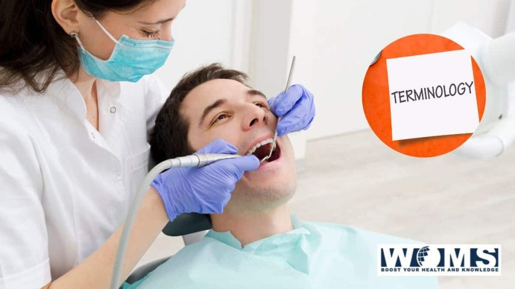 A Beginner’s Guide to Dental Terminologies That Every Professional Use ...