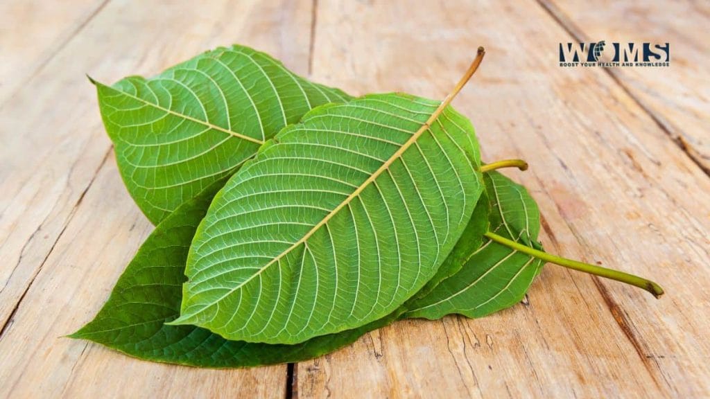 How to Differentiate Kratom Strains By Their Color - WOMS