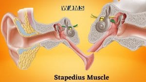 The Smallest Muscle in the Body: Stapedius Muscle - WOMS