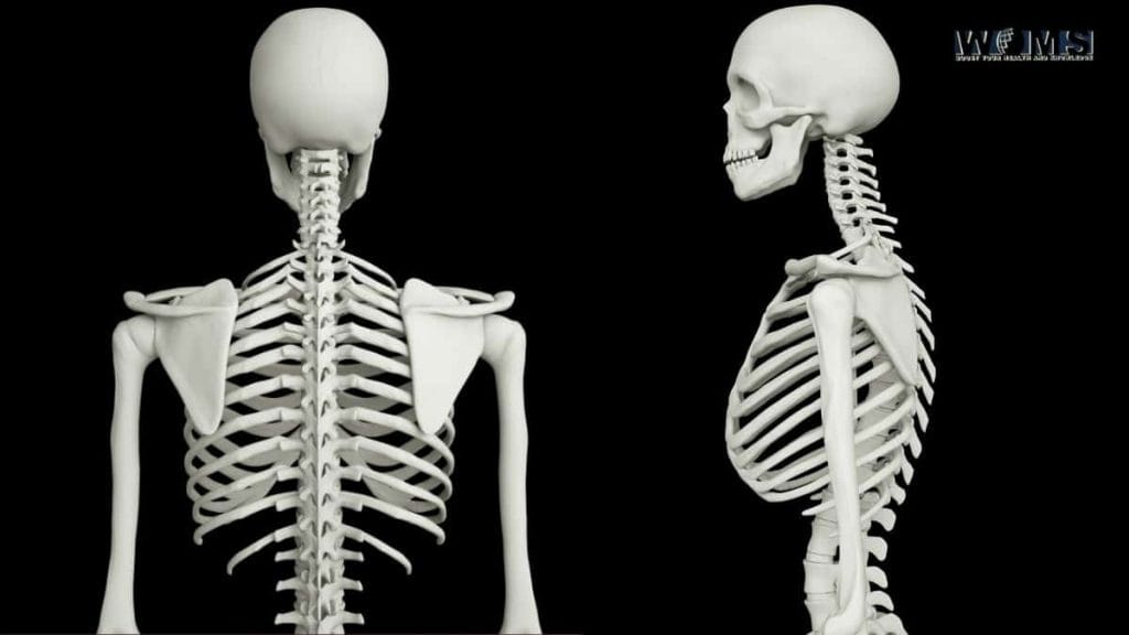 Anatomy and overview of Posterior Tibial Artery - WOMS