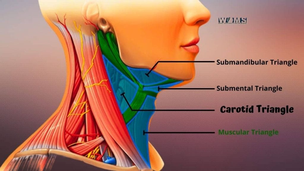 Pharynx Anatomy: Muscles, Blood Supply and Innervations - WOMS