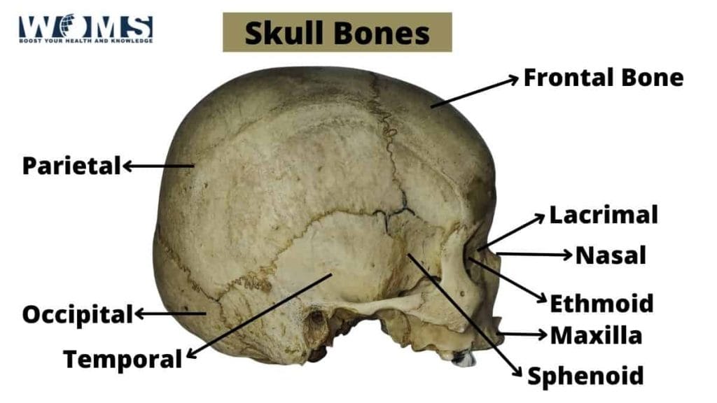8 Cranial Bones Anatomy Clinical Conditions WOMS 8 Cranial Bones Anatomy Clinical Conditions WOMS
