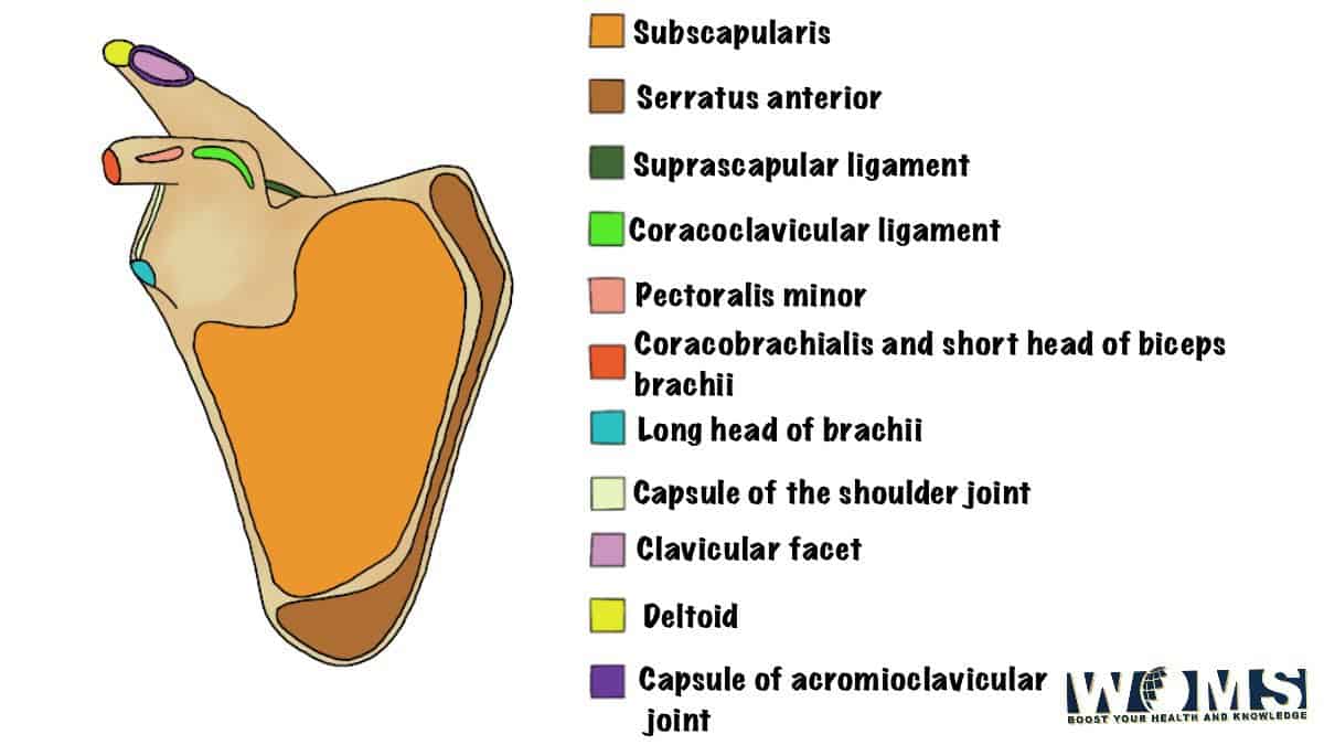 Scapula: Anatomy and clinical Relevance - WOMS