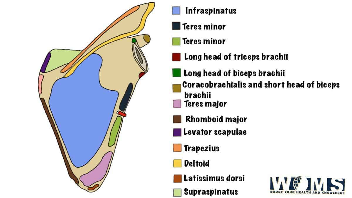 Scapula: Anatomy and clinical Relevance - WOMS