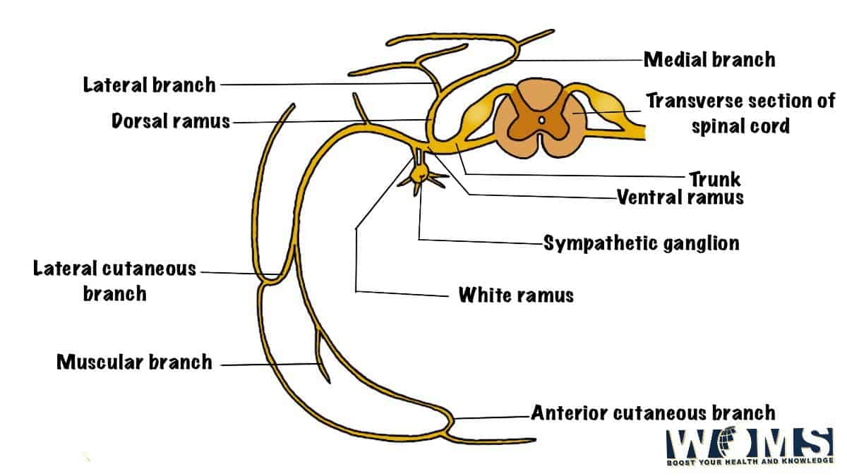 Anatomy of the spinal cord