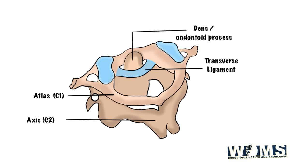 7 Cervical Vertebrae: Anatomy and Important Clinical Conditions