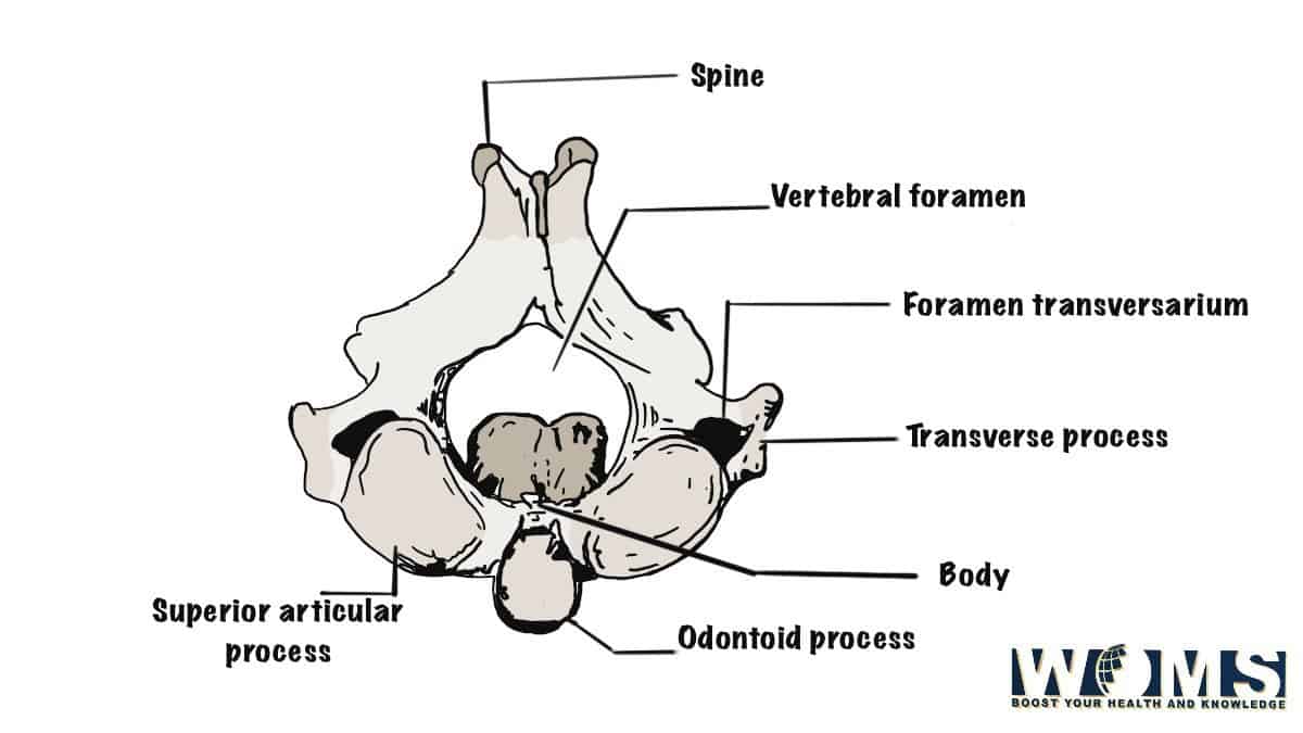 7 Cervical Vertebrae: Anatomy and Important Clinical Conditions