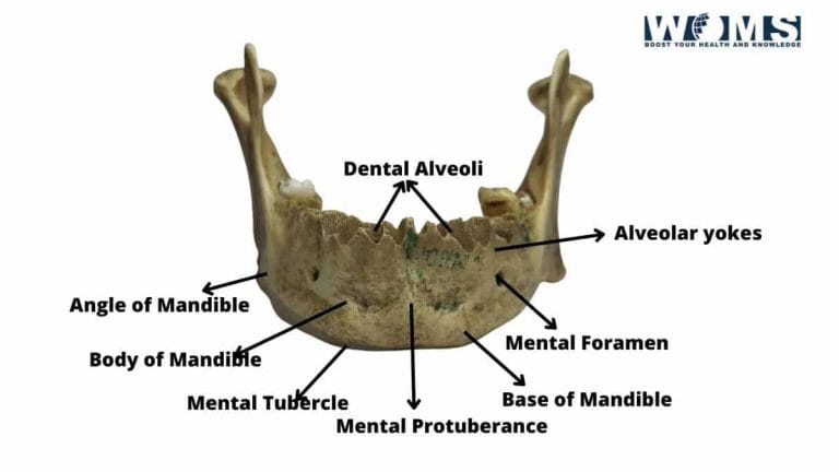 Movable Bone in the Skull - WOMS