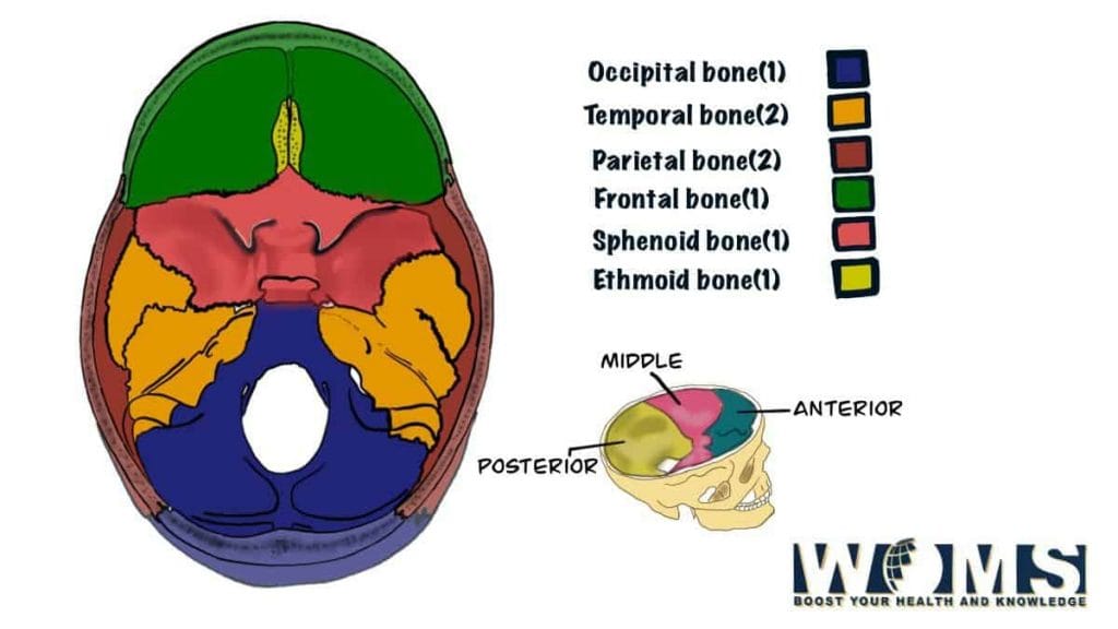 The Submental Triangle - WOMS