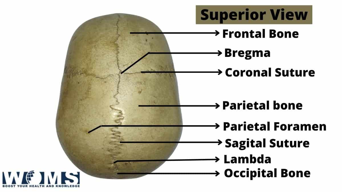 8 Cranial bones: Anatomy, & Clinical Conditions - WOMS