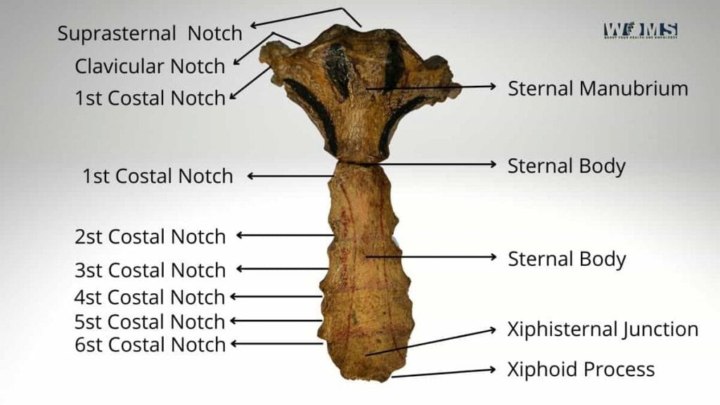 Cranial Fossa: Contents, Anatomy and Clinical Significance - WOMS