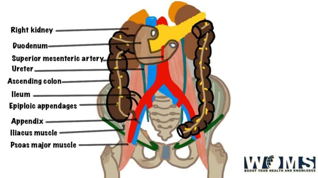 The Occipital Bone: Parts, Surface, Borders & Clinical significance