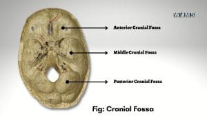 Cranial Fossa: Contents, Anatomy and Clinical Significance - WOMS