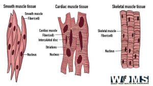 Diagram of Muscle Fiber: 3 Types, Functions, and Anatomy - WOMS