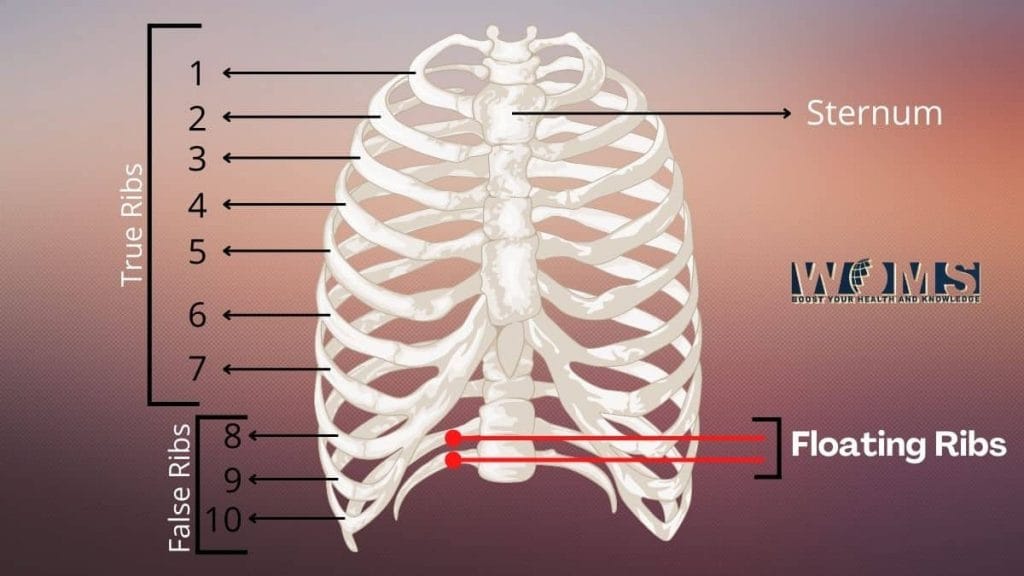 Floating Ribs In Human Numbers Location And Anatomy WOMS Floating Ribs In Human Numbers Location And Anatomy WOMS