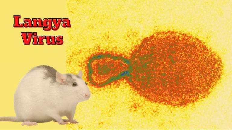 Novel Langya Virus Hits China - WOMS