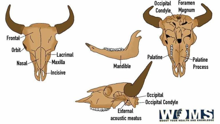 Fish Skull Anatomy: Images and Significance - WOMS