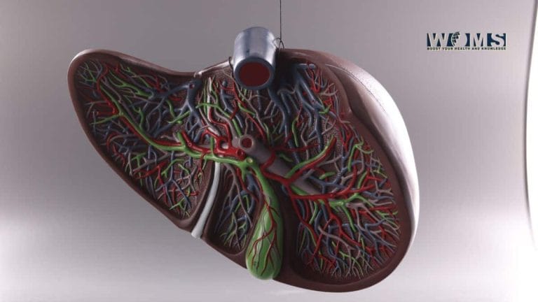 Ligaments of the Liver - Anatomy of Liver - WOMS