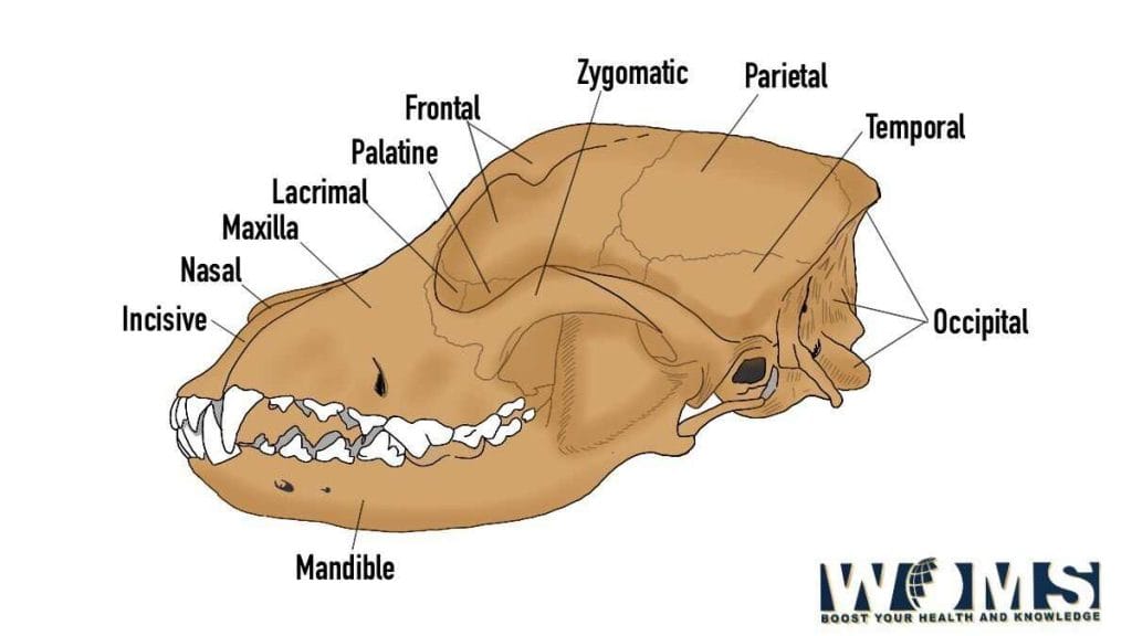 The Ultimate Guide To Dog Skull 3 Types And Images WOMS
