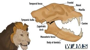 Buffalo skull Images, Anatomy and Cultural Significance - WOMS