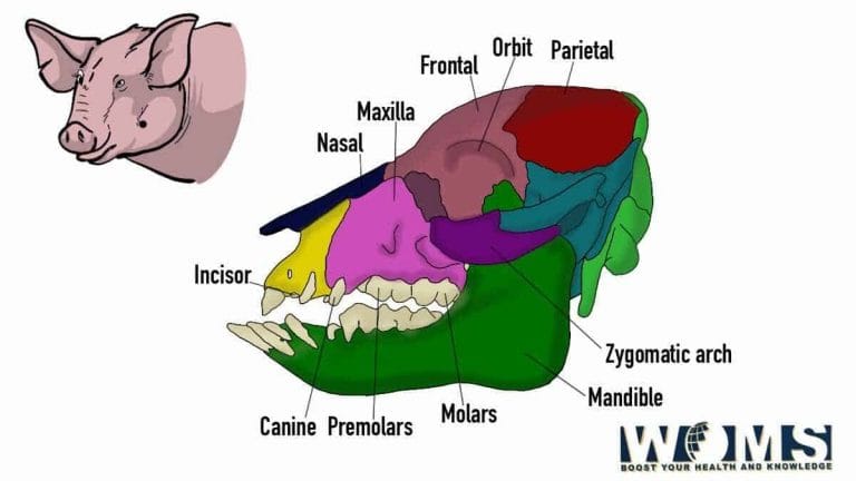 The ultimate guide to Lion Skull: Images and Anatomy - WOMS